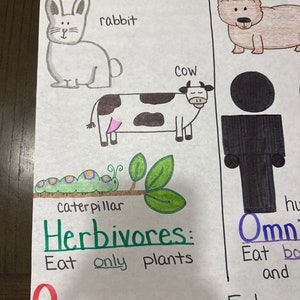 Producers/consumers/decomposers Anchor Chart for Elementary, Middle and ...