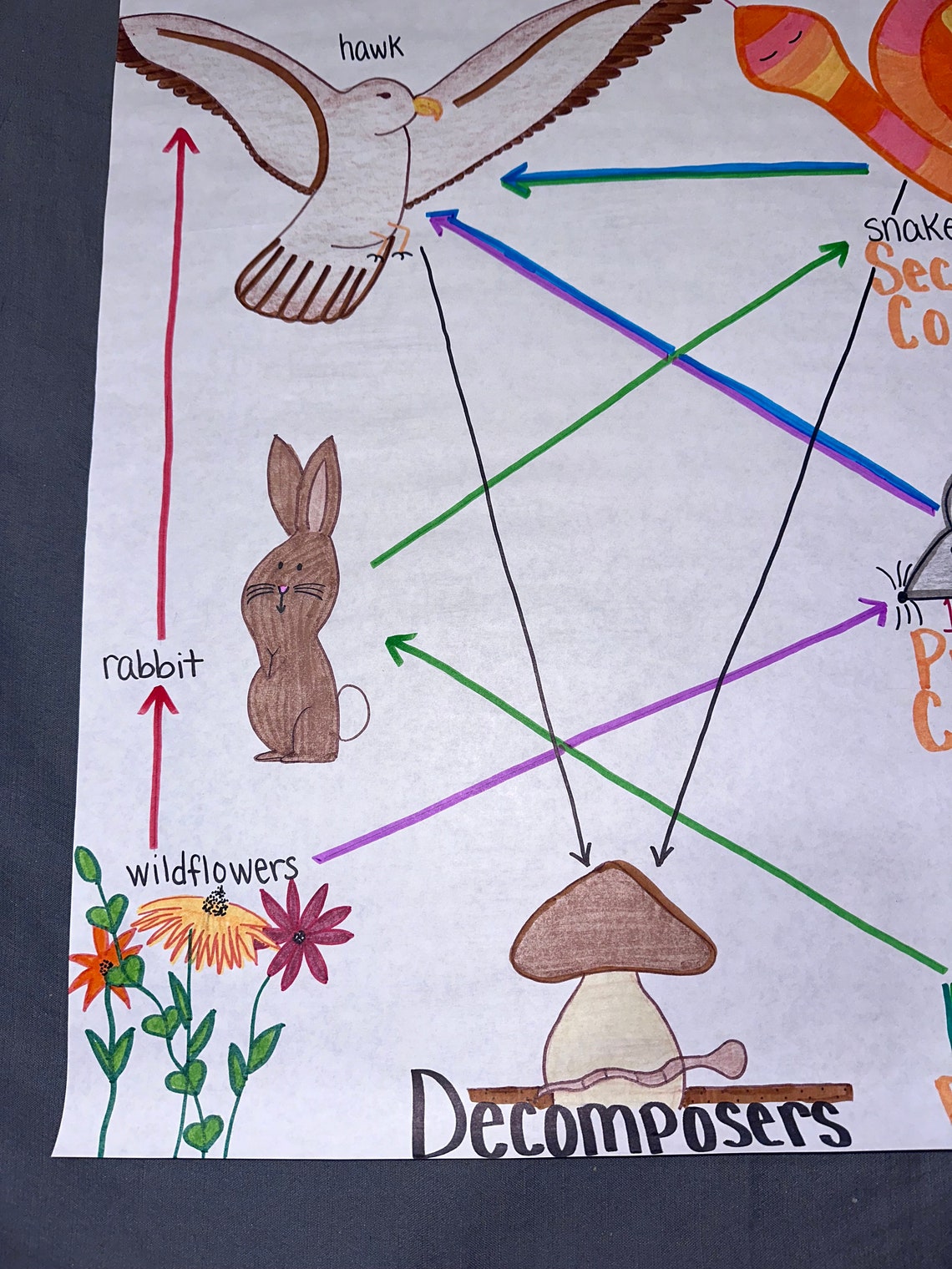 Food Web Anchor Chart for Elementary, Middle and High School - Etsy