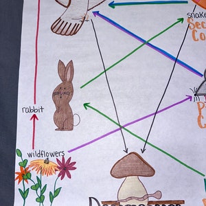 Food Web Anchor Chart for Elementary, Middle and High School - Etsy