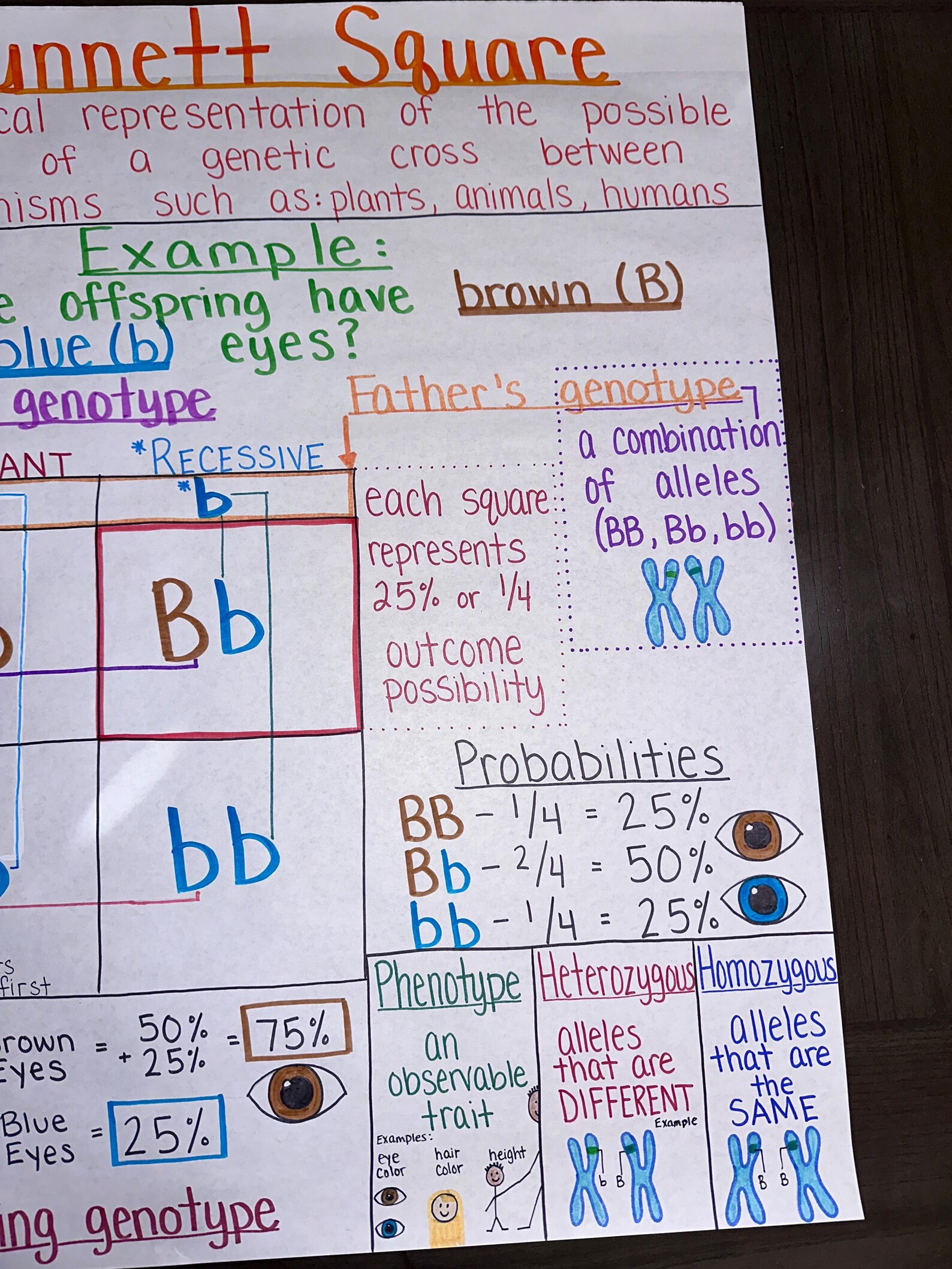Punnett Square Anchor Chart for Middle School and High School - Etsy
