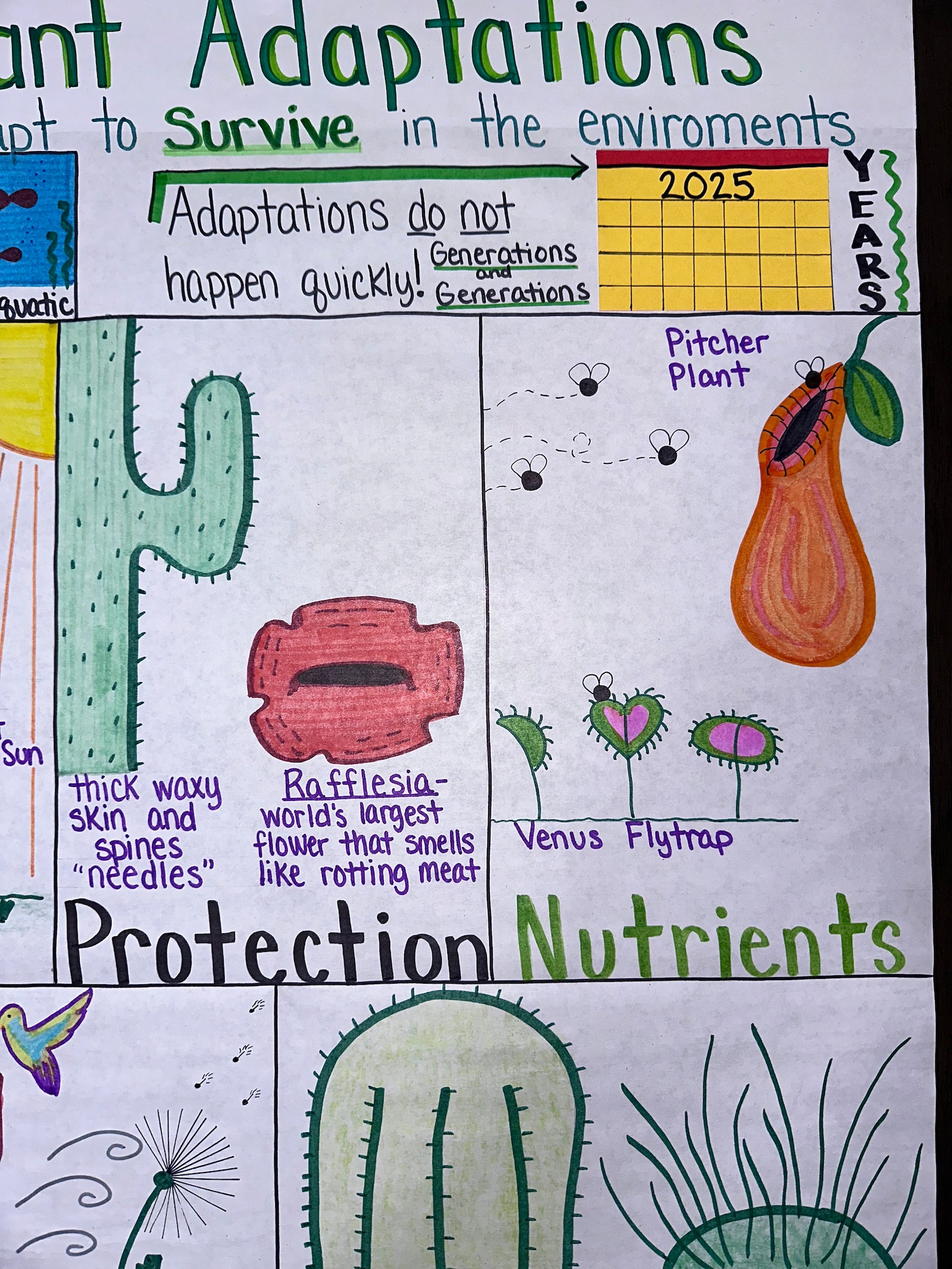 Plant Adaptations Anchor Chart for Elementary, Middle and High School ...