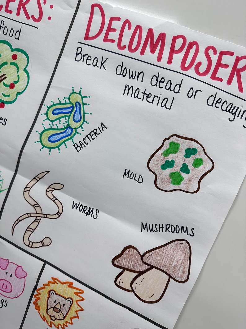 Producers/consumers/decomposers Anchor Chart for Elementary, Middle and ...