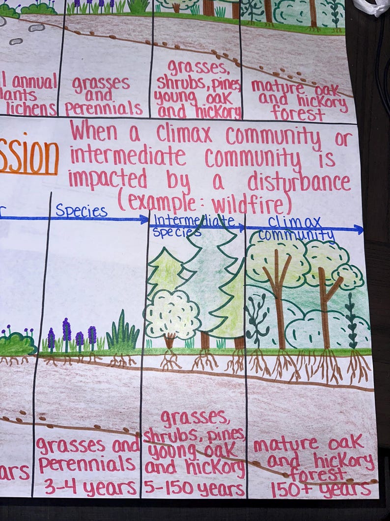 Primary and Secondary Succession for Middle School and High School - Etsy