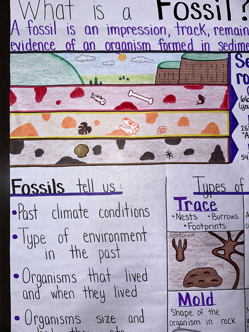 Fossils for Elementary, Middle and High School - Etsy