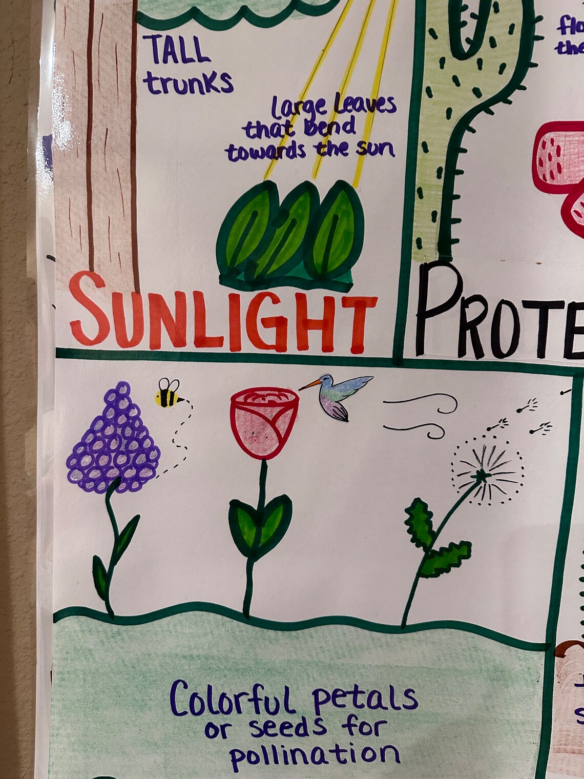 Plant Adaptations Anchor Chart for Elementary, Middle and High School ...