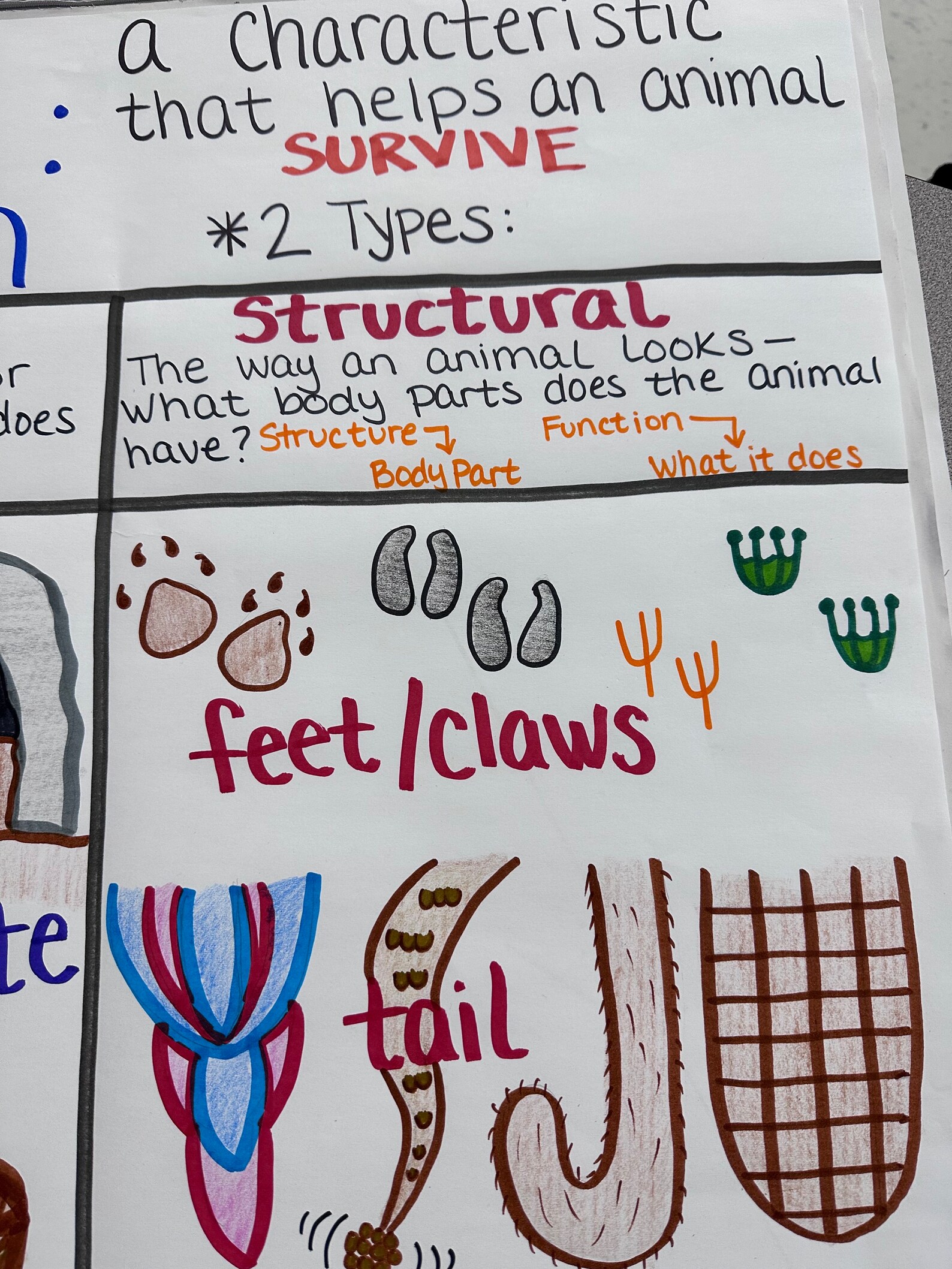 Animal Adaptations Anchor Chart for Elementary, Middle and High School ...