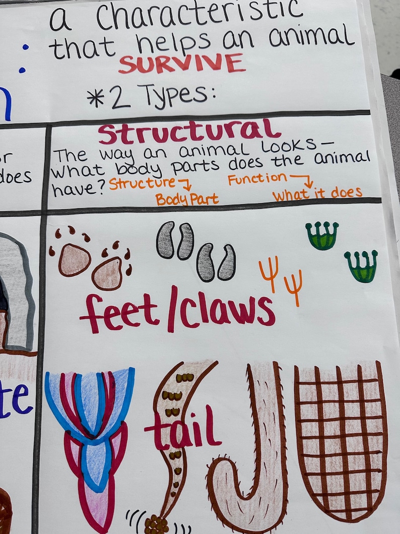 Animal Adaptations Anchor Chart for Elementary, Middle and High School ...