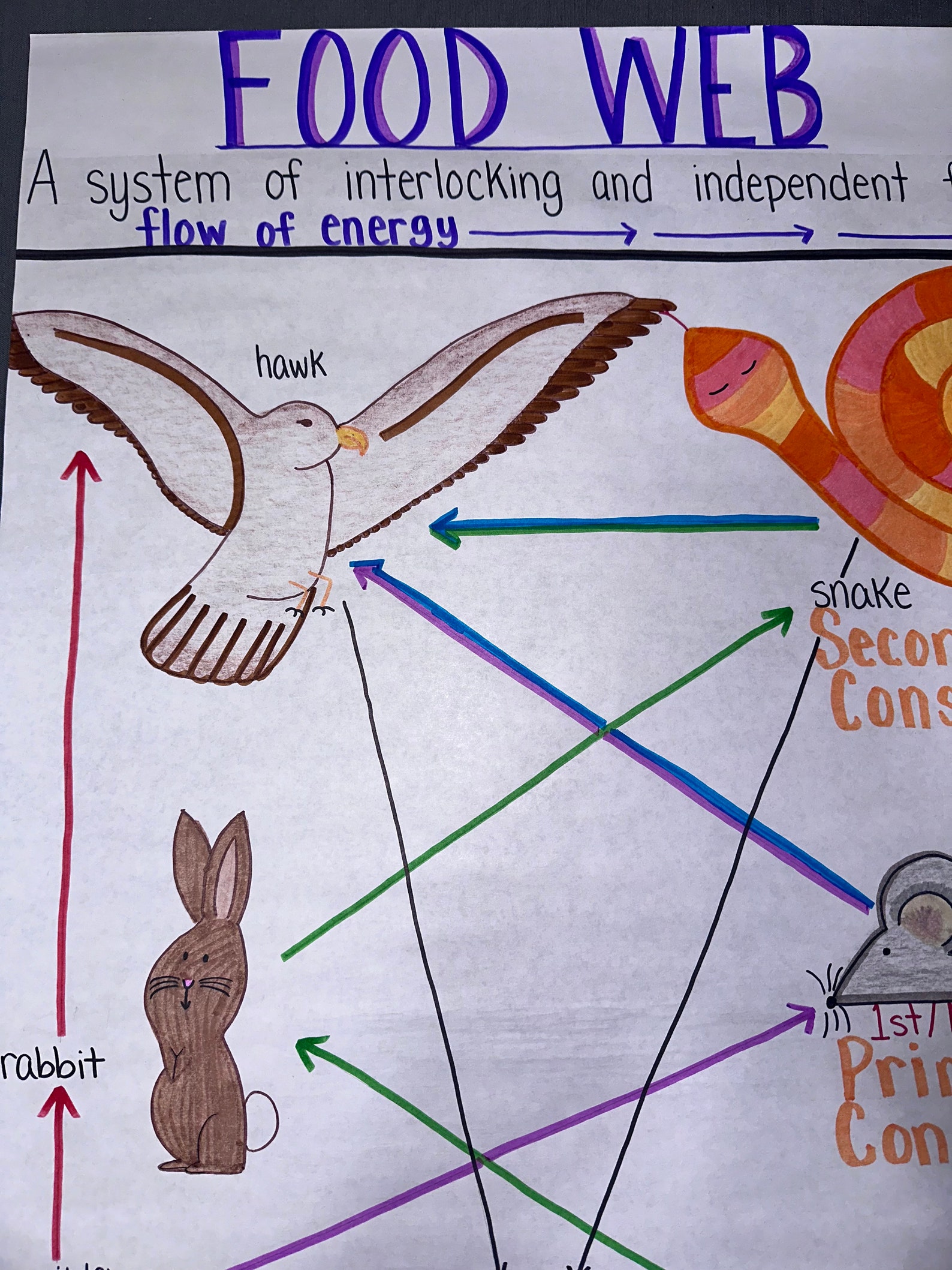 Food Web Anchor Chart for Elementary, Middle and High School - Etsy