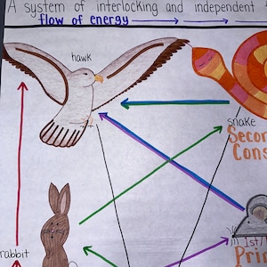 Food Web Anchor Chart for Elementary, Middle and High School - Etsy
