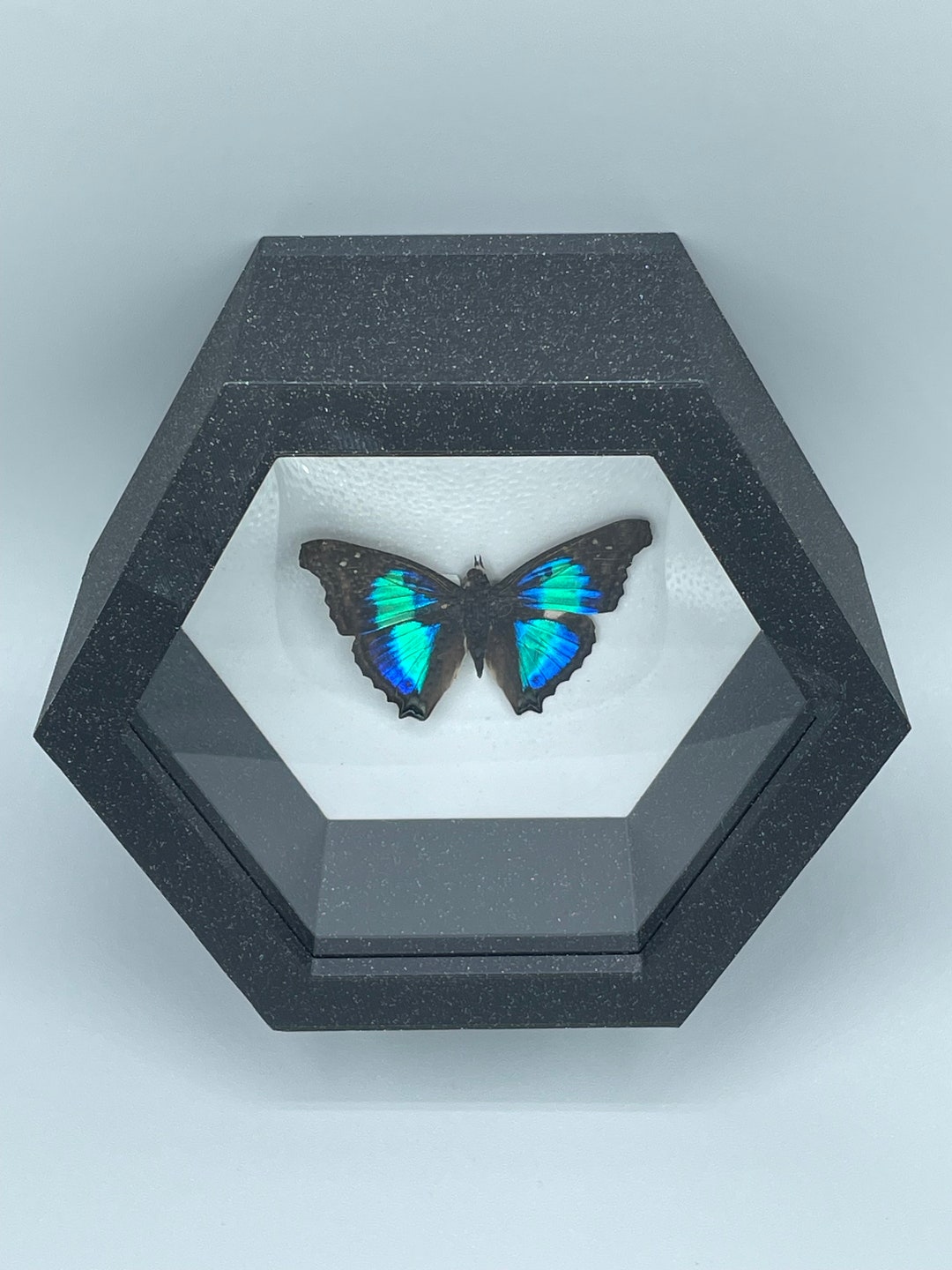 3D Printed Hexagon Shadow Box Framed Turquoise Emperor - Etsy
