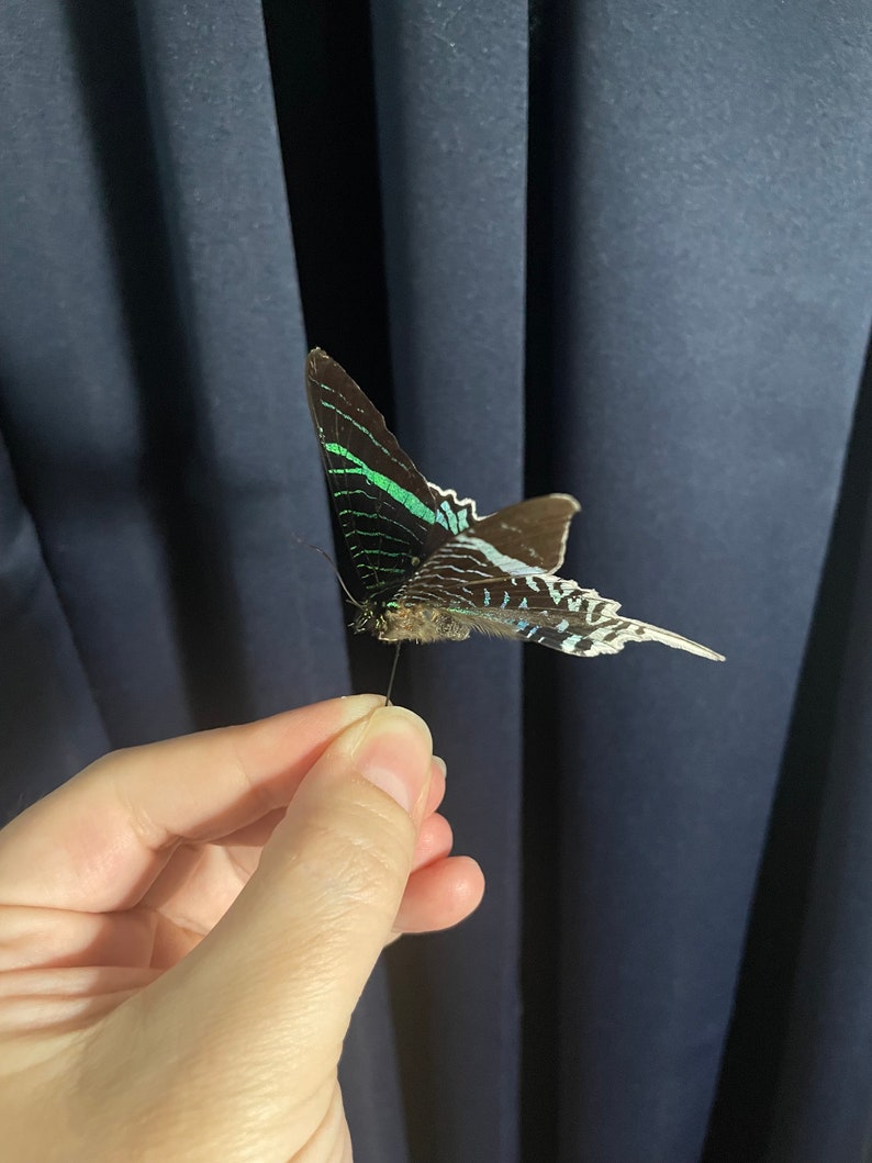 3D Printed Adjustable Deep V Shaped Spreading Board - Etsy