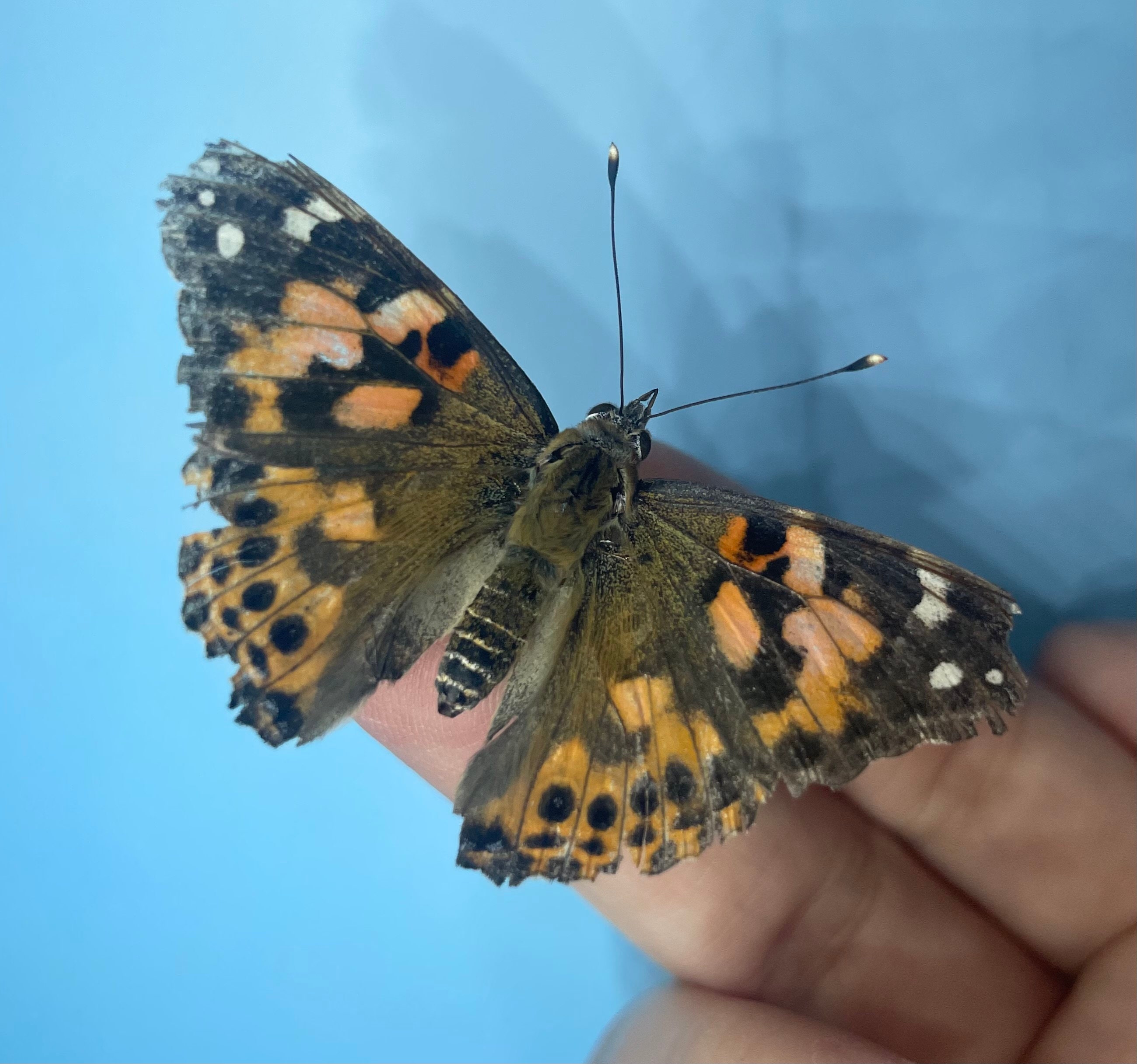 PRESALE Painted Lady Caterpillar Cup - Etsy