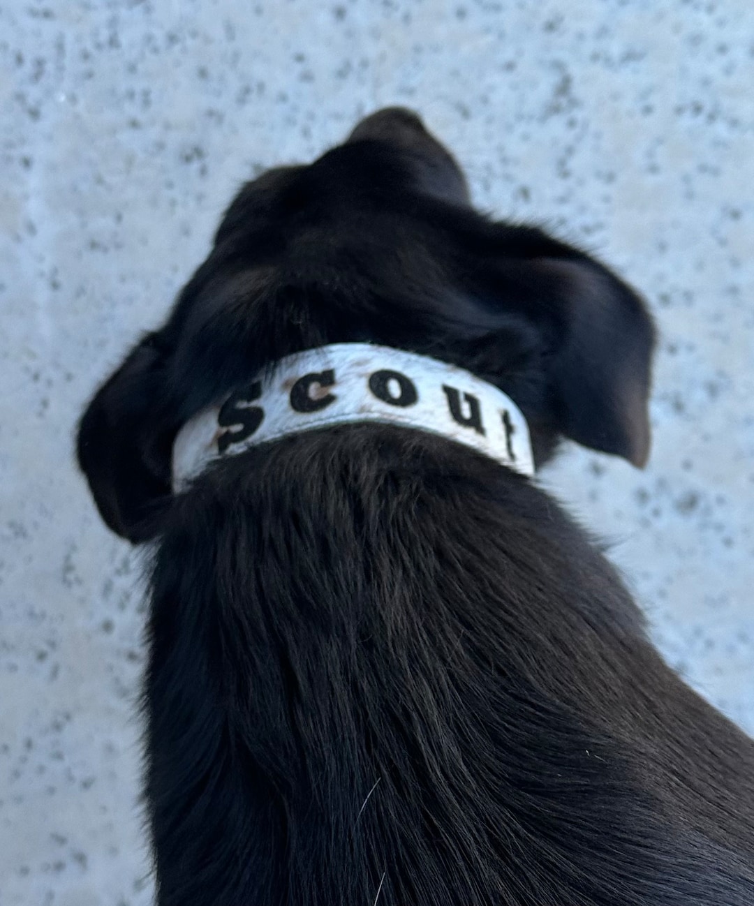 Personalized Cowhide Dog Collar | Cowhide Dog Collar | Branded Dog ...