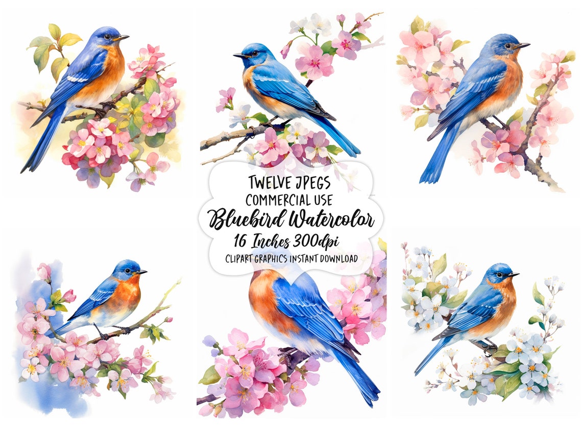 Cute Bluebird Clipart, Birds Digital Illustration, Watercolor Bird ...