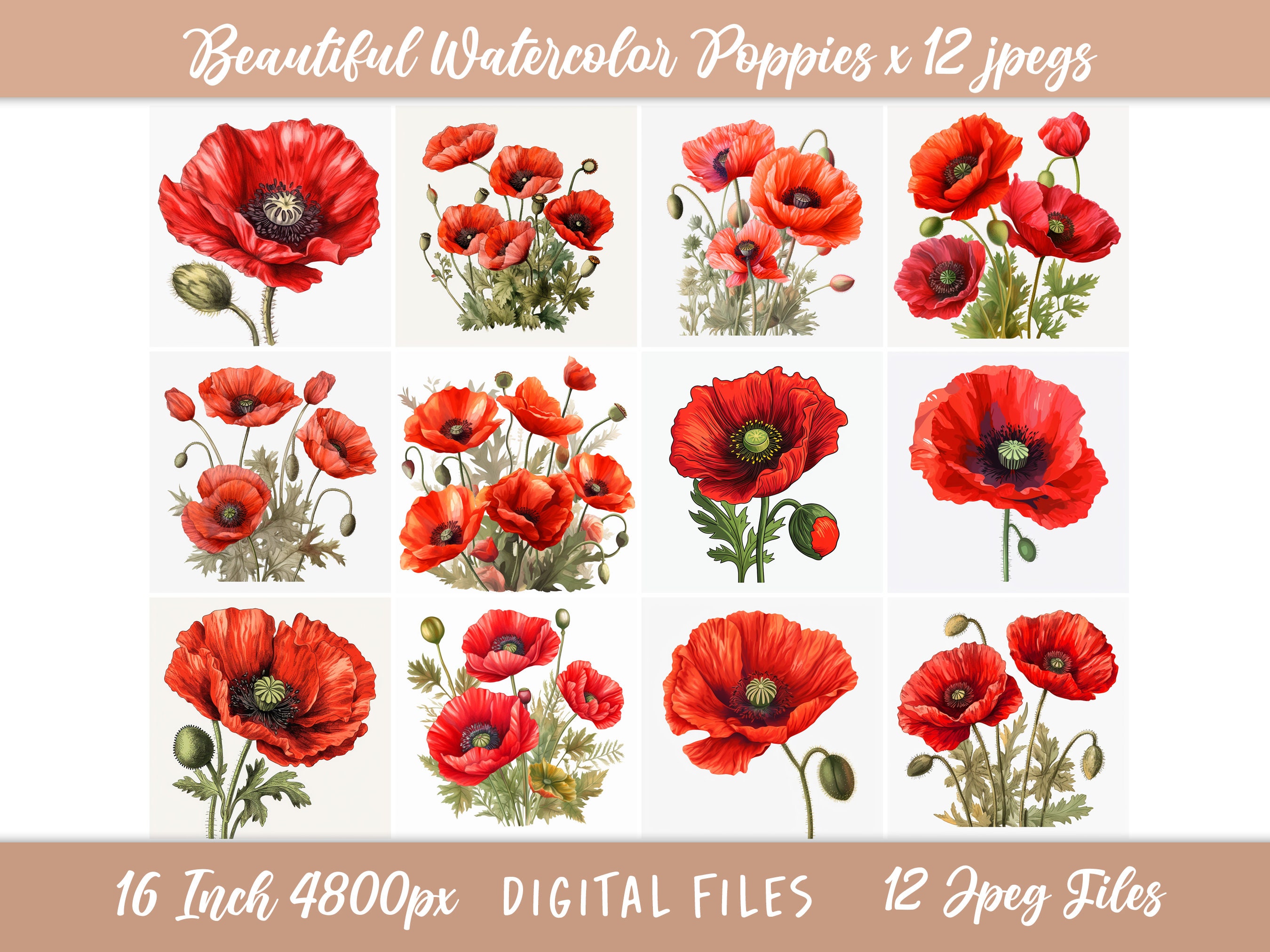 Poppy Clipart Poppies Clipart Poppy Clipart Bundle Poppies - Etsy