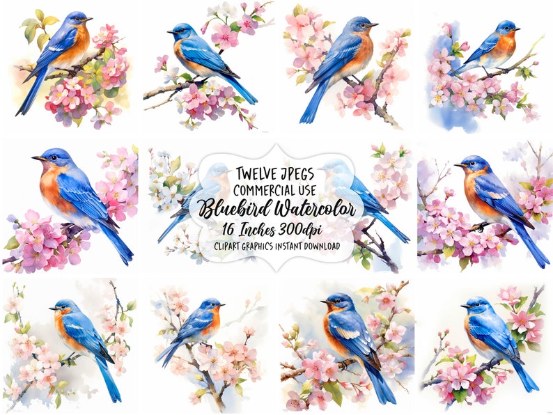 Cute Bluebird Clipart, Birds Digital Illustration, Watercolor Bird ...