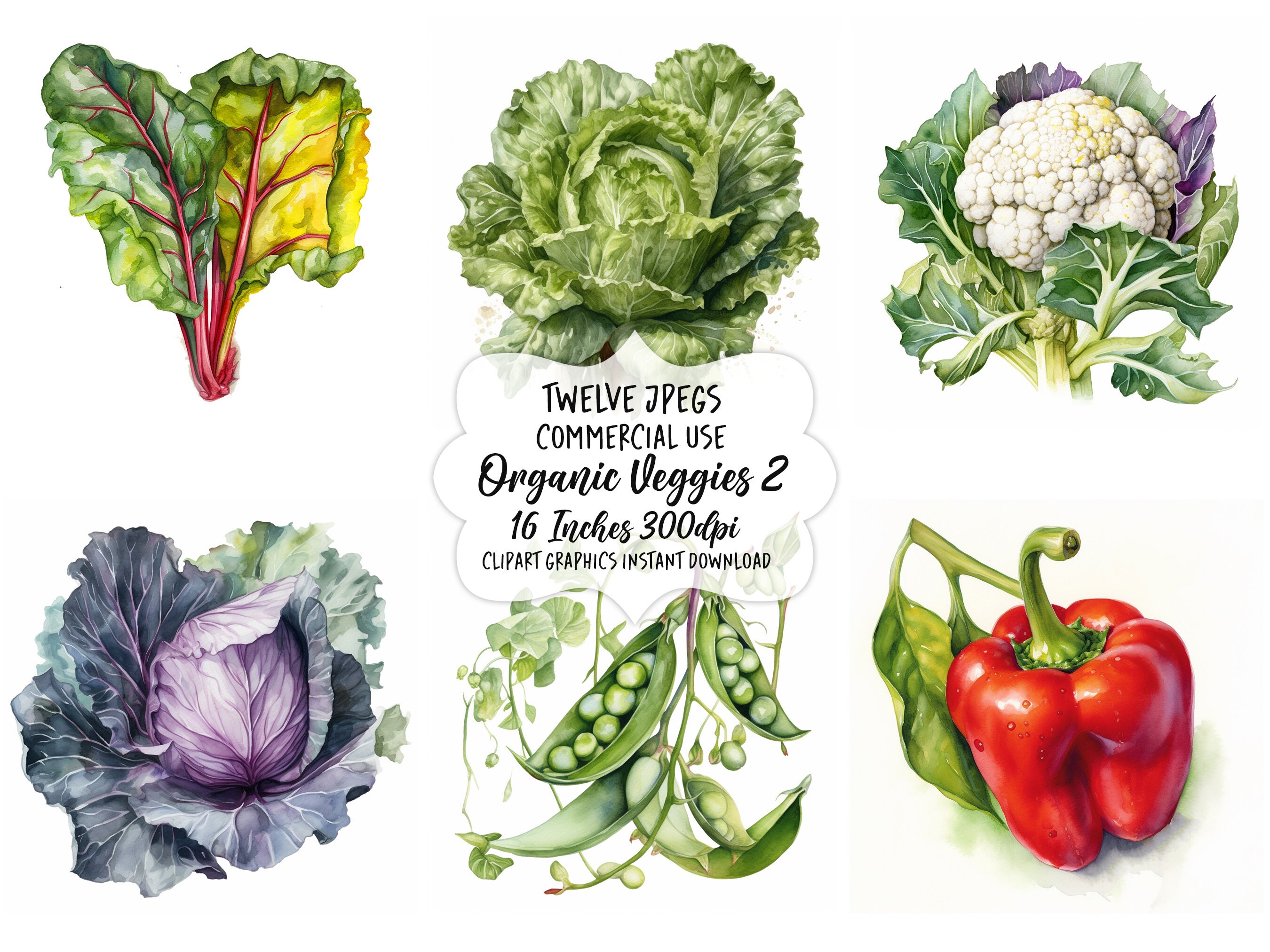 Vegetables Clipart, Vegetable Clip Art, Digital Download, Commercial ...