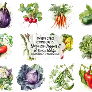 Vegetables Clipart, Vegetable Clip Art, Digital Download, Commercial ...
