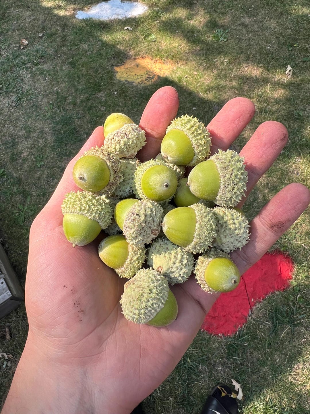 20 HUGE BUR OAK Acorns, Seeds Picked 9/12/2024 for Planting Landscaping ...