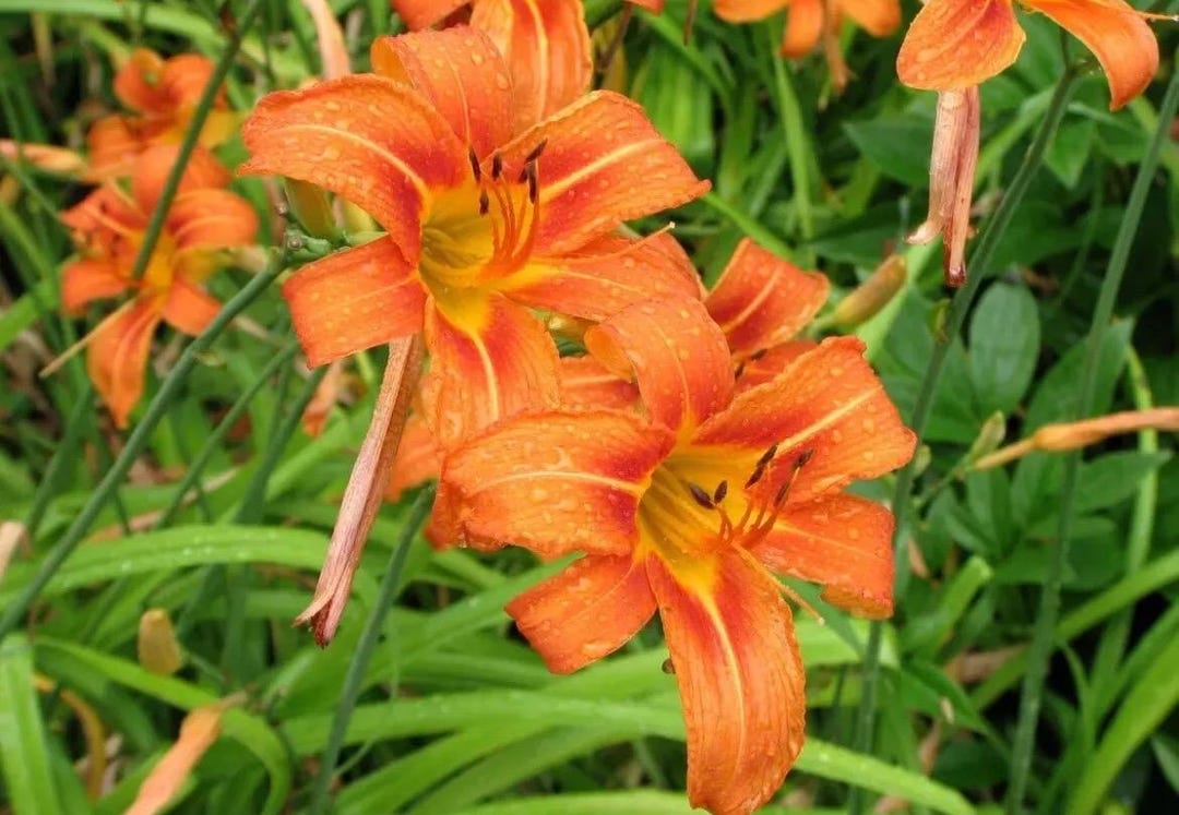 Beautiful Daylilies Daylily Fans /tuber /bulbs WHOLESALE - **ships Now ...