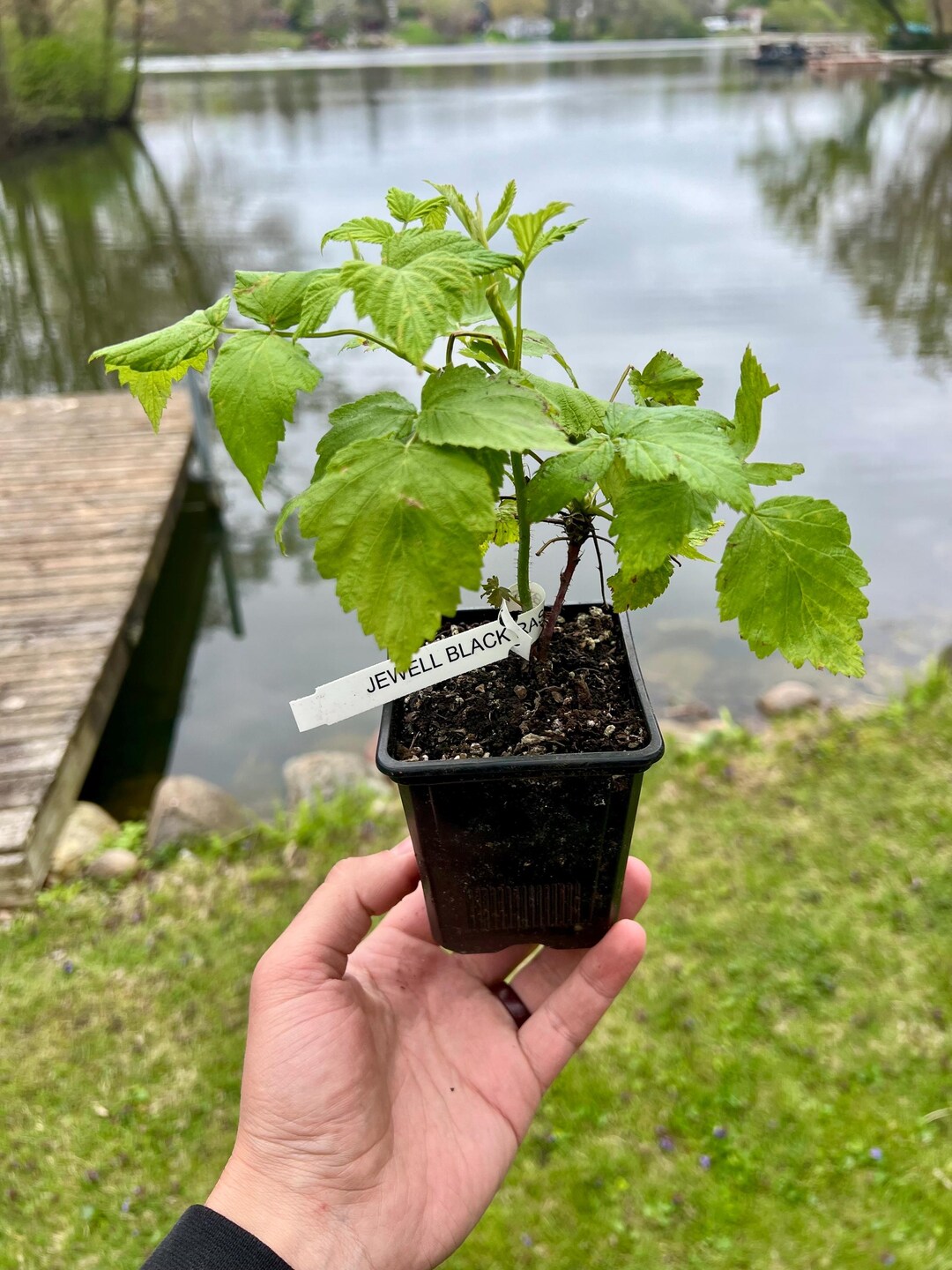 Raspberry - Black Jewel - 2 Starters, Ready to Plant - Edible Delicious ...