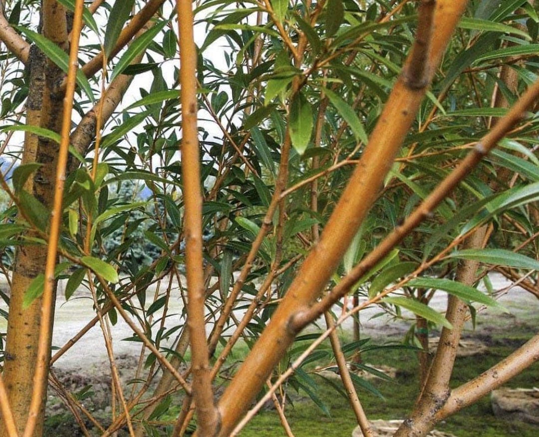 40+ Gold Weeping Willow Tree Cuttings for Propagating. VERY Fast ...