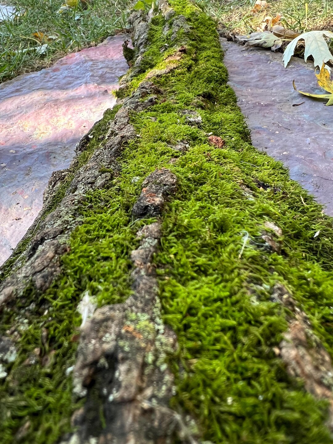 Mossy Bark Lichen SLAB HUGE 22 Inch Piece, One off Item Pictured is ...