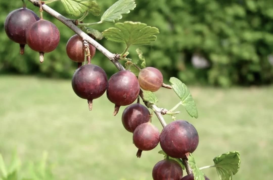 PRE ORDER** - Black Velvet Gooseberry - Edible, Delicious Superfood ...