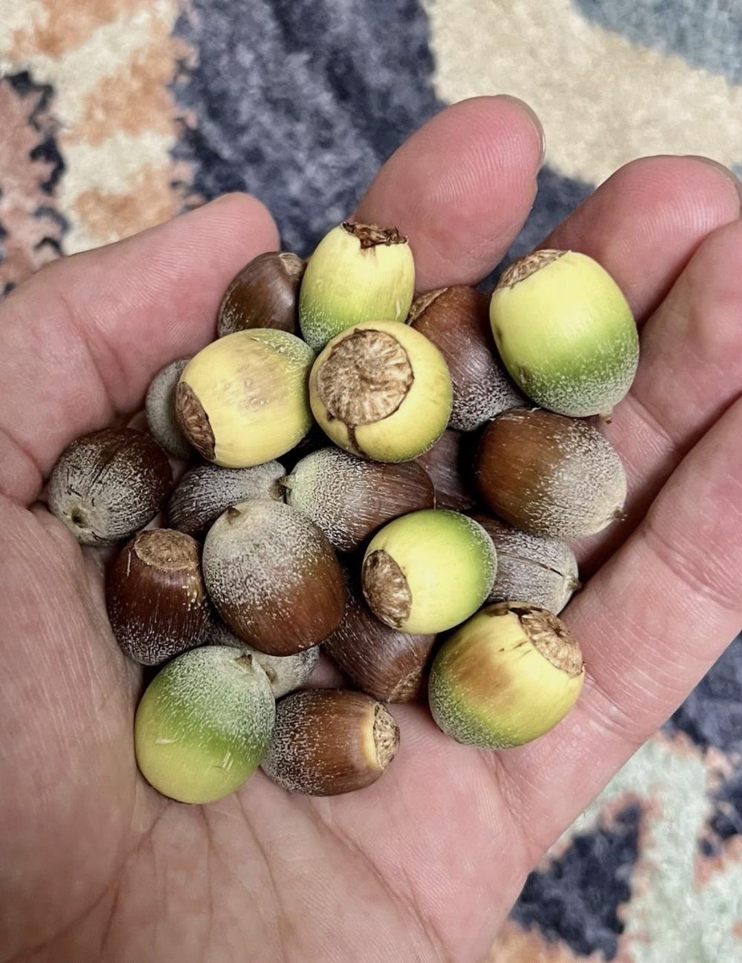 Oak Acorns - White Swamp Oak - Picked Daily, Float Tested and Warm ...