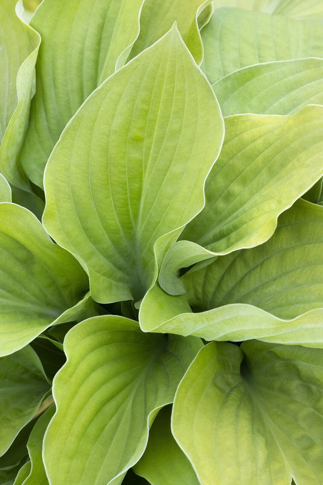 PRE-ORDER** - Hosta - August Moon - 1 Gallon Beautiful & Rare Lime ...