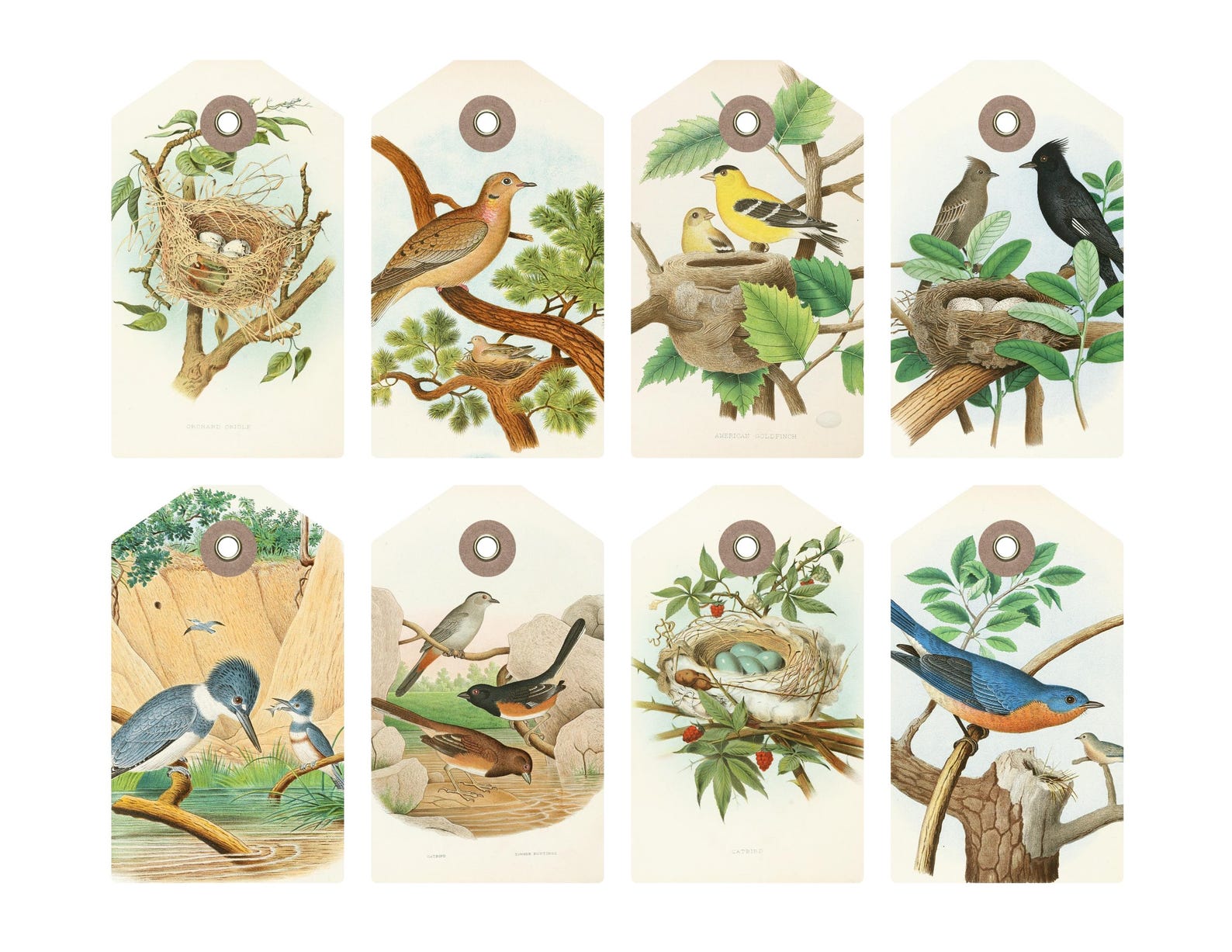 Vintage Bird Tags: Printable Ephemera, Junk Journal Supplies (PDF) - Etsy