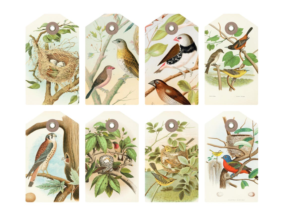 Vintage Bird Tags: Printable Ephemera, Junk Journal Supplies (PDF) - Etsy