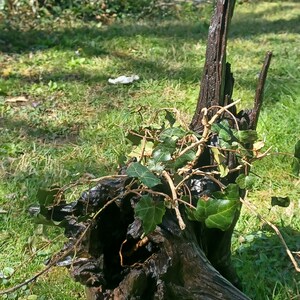 Live Edge Planter - Etsy