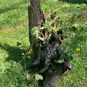 Live Edge Planter - Etsy