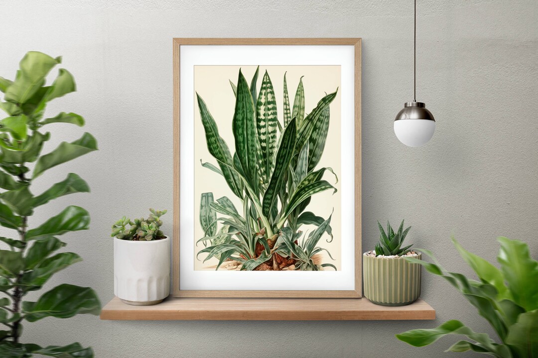 Snake Plant Printable Art, Botanical Print, Botanical Wall Art - Etsy