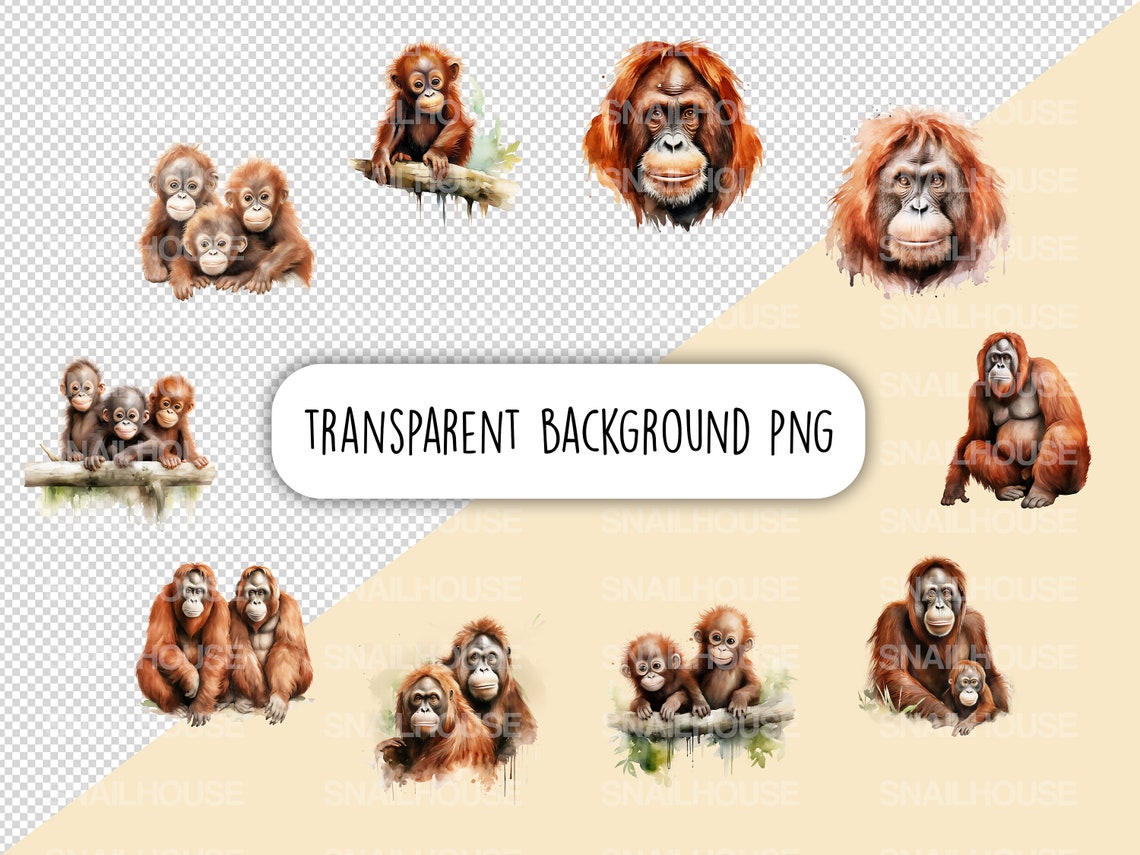Watercolor Orangutan Clipart Bundle Commercially FREE Exotic Animals ...