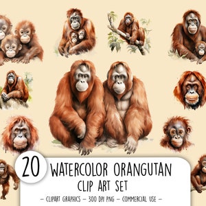 Watercolor Orangutan Clipart Bundle Commercially FREE Exotic Animals ...