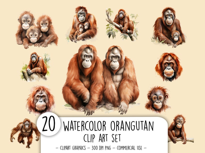 Watercolor Orangutan Clipart Bundle Commercially FREE Exotic Animals ...