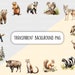 Watercolor Forest Animals Clipart Bundle FREE Commercial Use Digital ...
