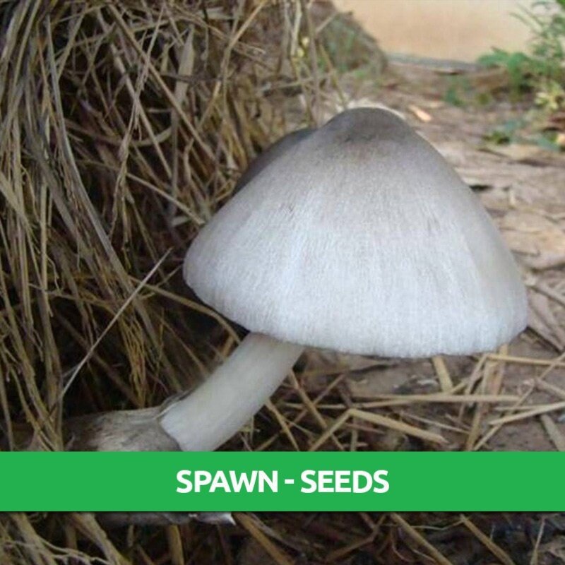Paddy Straw Mushroom Gills