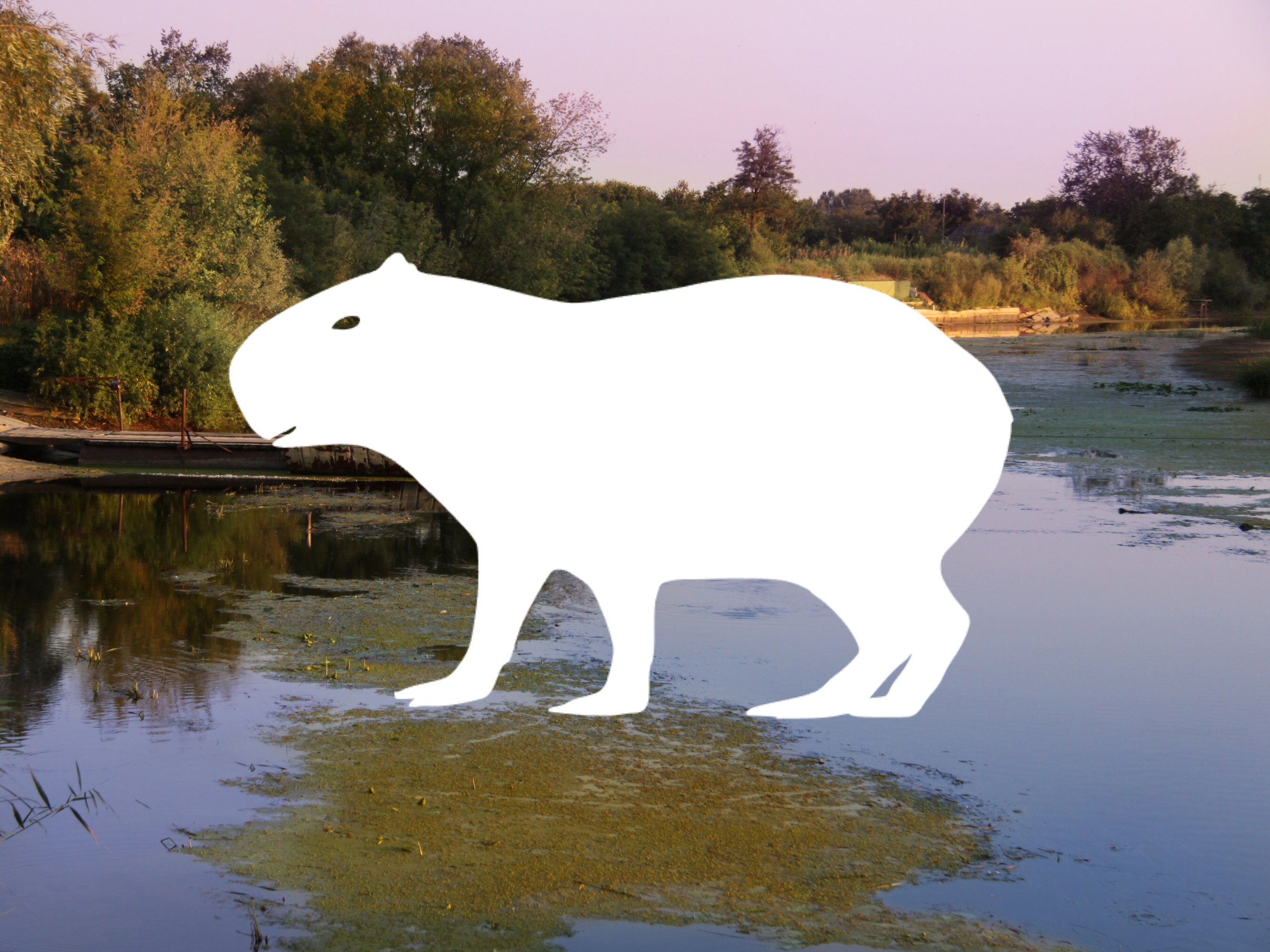 Capybara Window Car Decal for Women, Mirror Sticker, Laptop, Water ...