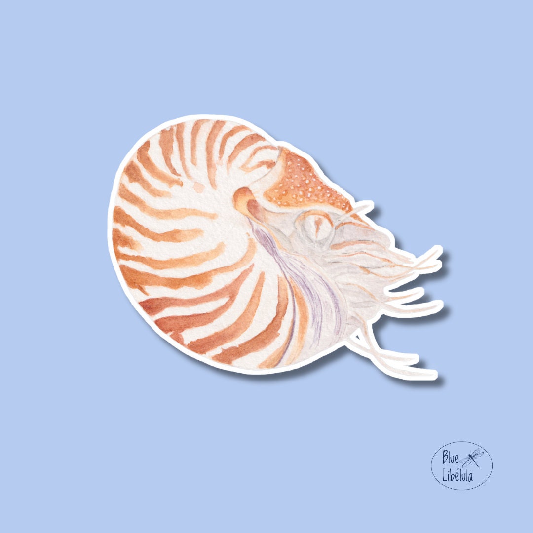 Watercolour Nautilus Vinyl Sticker - Etsy