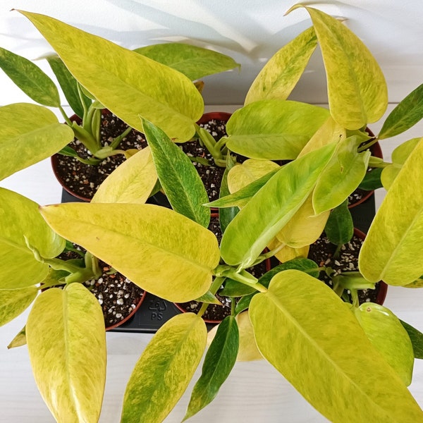 Houseplants - Etsy UK