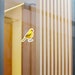 Canary Sticker Vinyl Bird Decals - Etsy