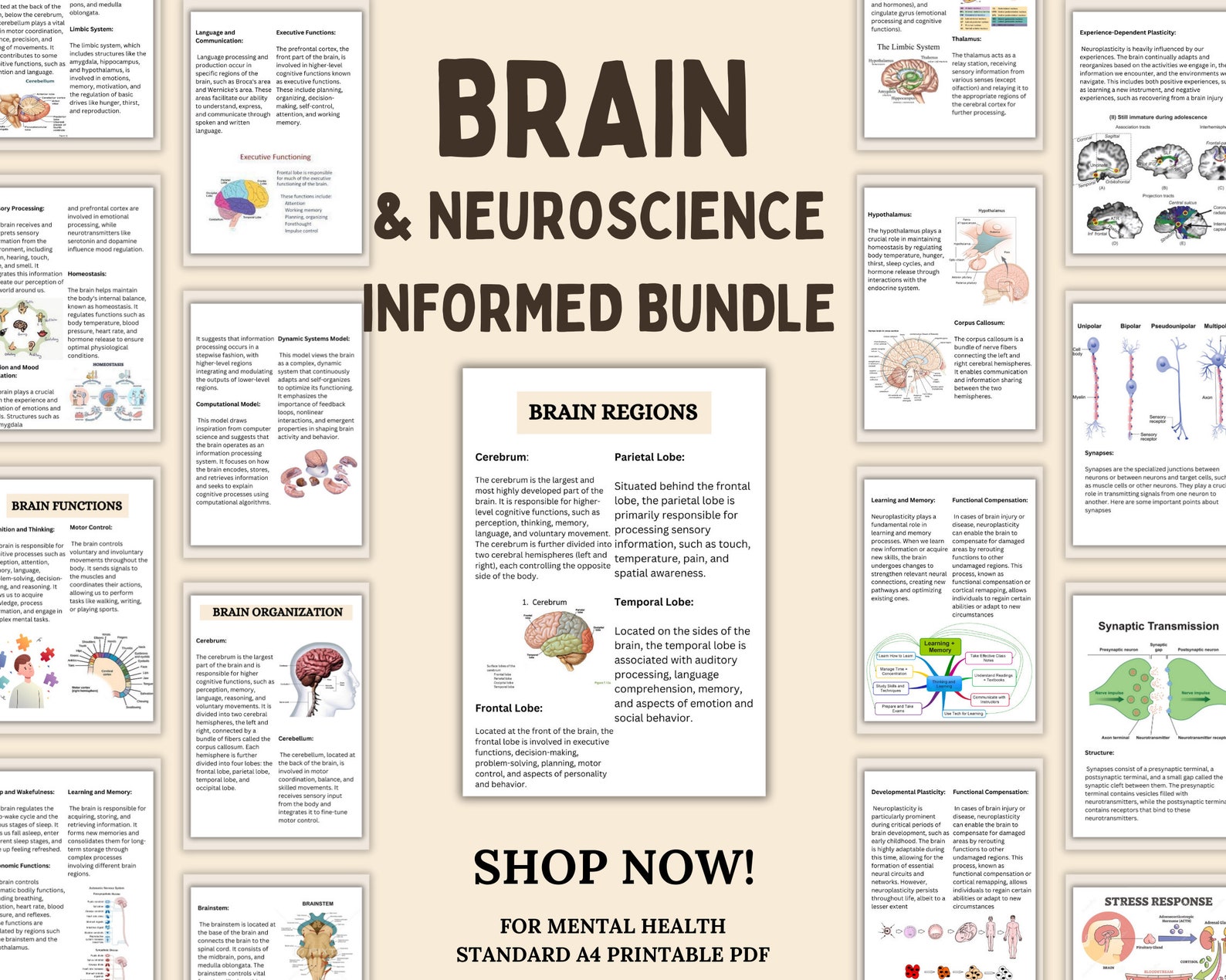 Brain & Neuroscience Therapy Bundle: Psychoeducation Resource (digital ...