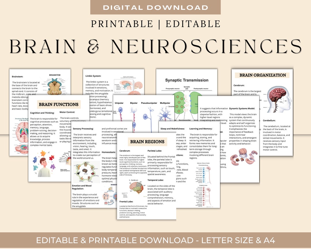 Brain & Neuroscience Therapy Bundle: Psychoeducation Resource (digital ...