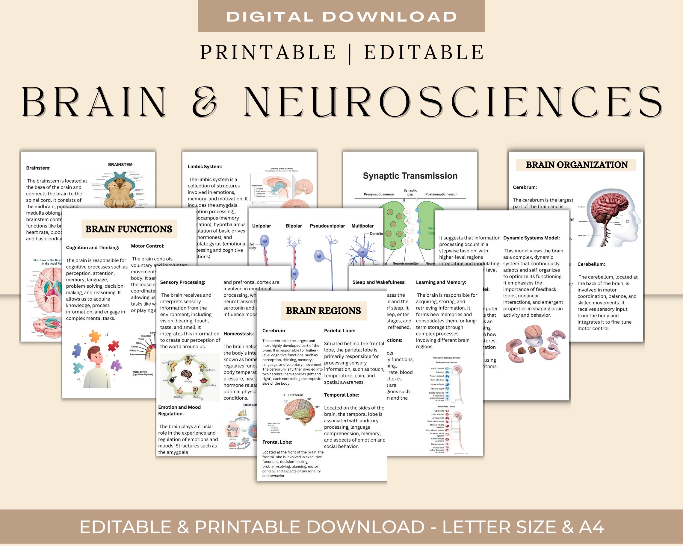 Brain & Neuroscience Therapy Bundle: Psychoeducation Resource (digital ...