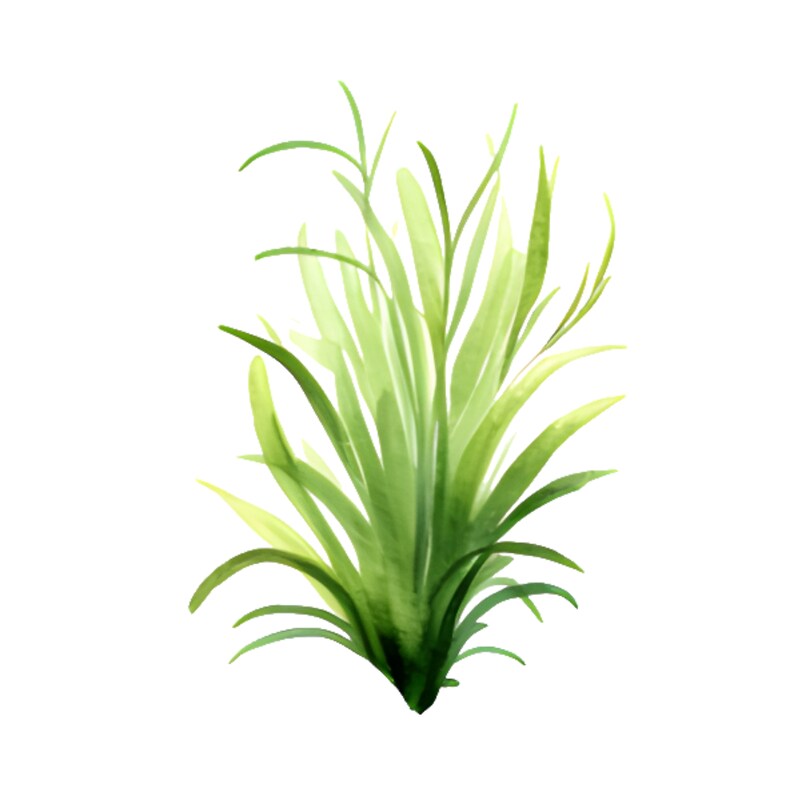 Watercolor Grass Clipart - Spring Grass Tufts PNG - Botanical PNG Files ...