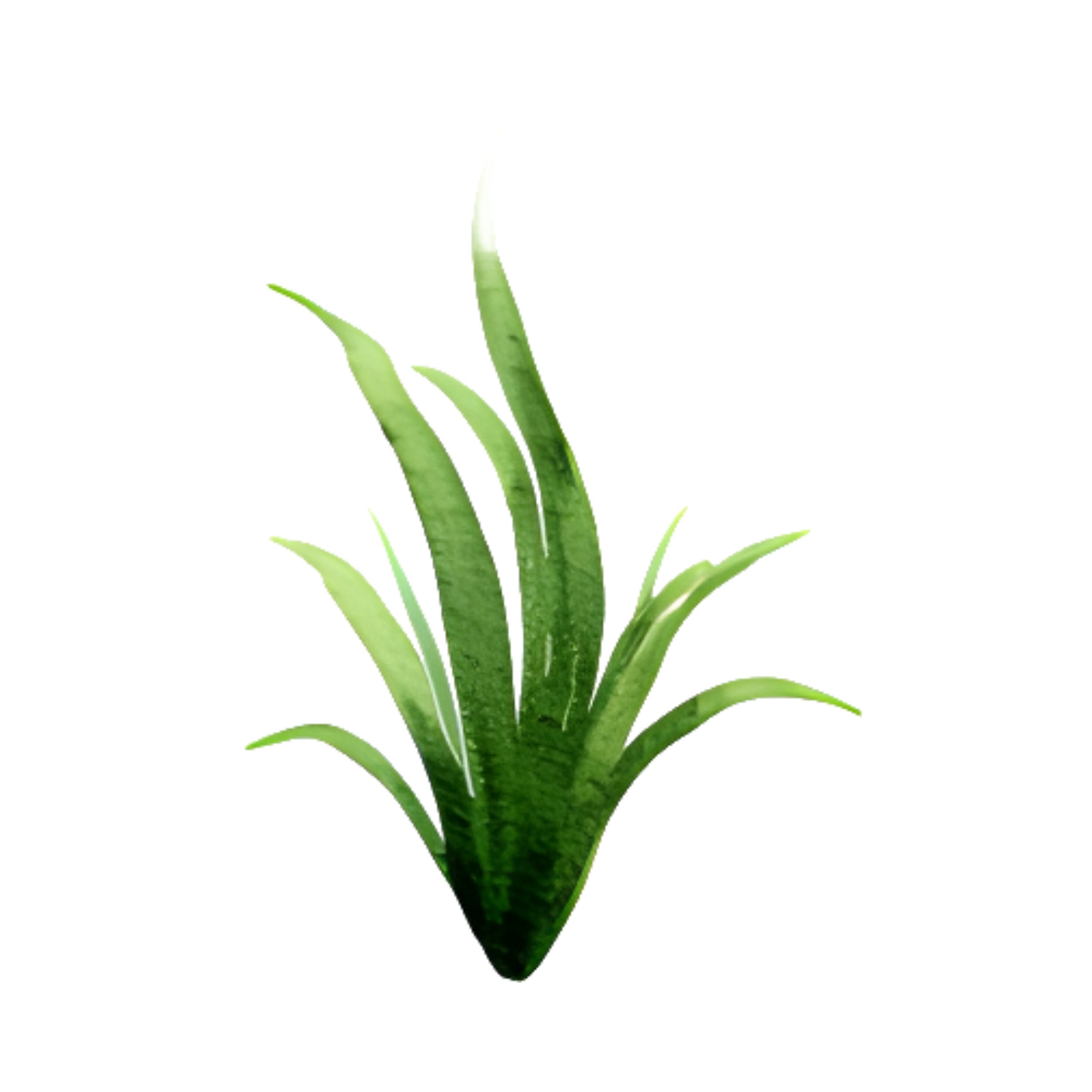 Watercolor Grass Clipart - Spring Grass Tufts PNG - Botanical PNG Files ...