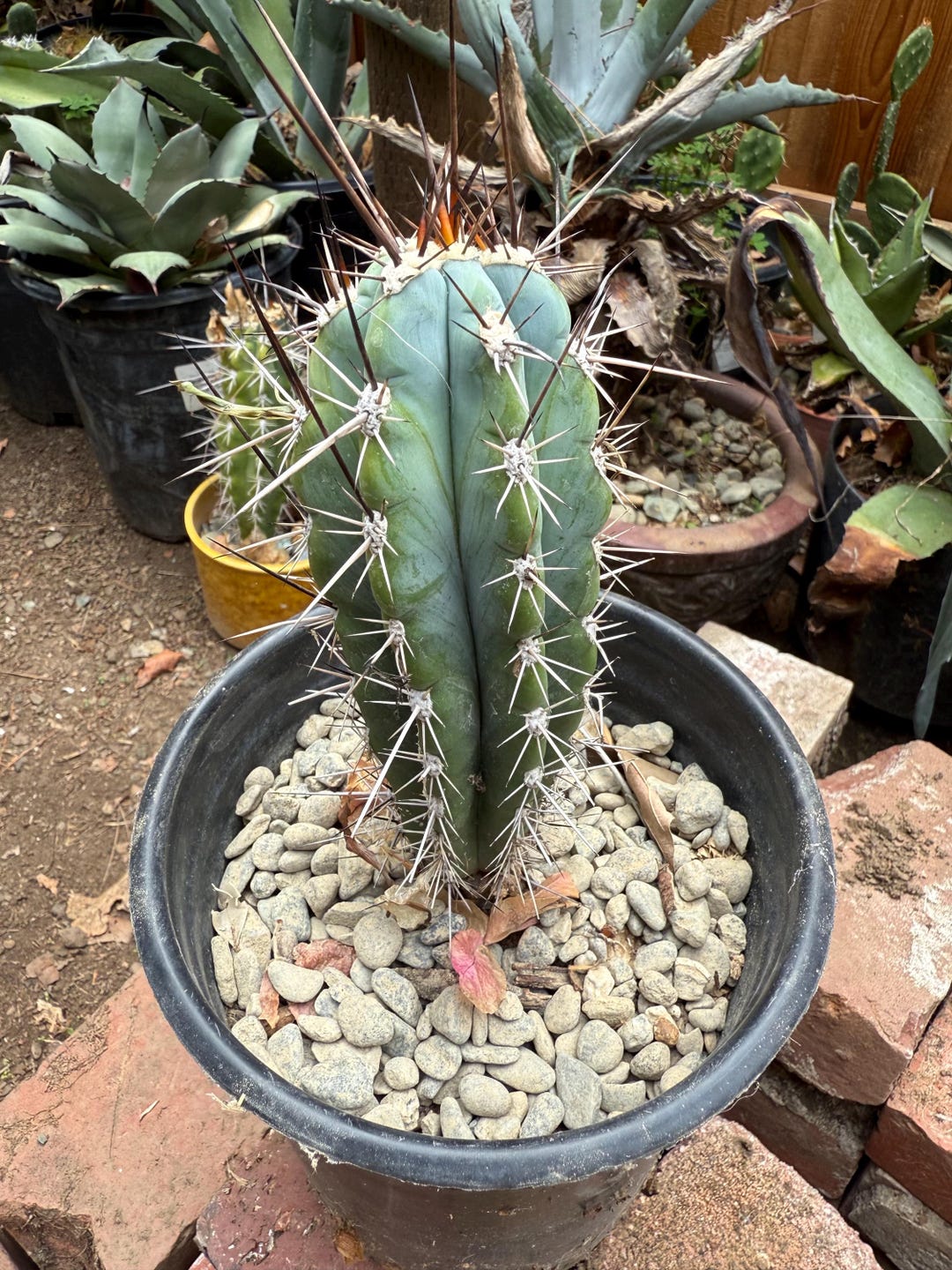 Stetsonia Coryne Cactus - Etsy